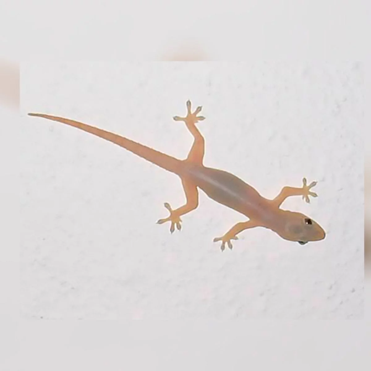 Geico Animal In Spanish